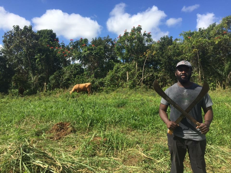 The Ultimate List of Black Owned Farms & Food Gardens