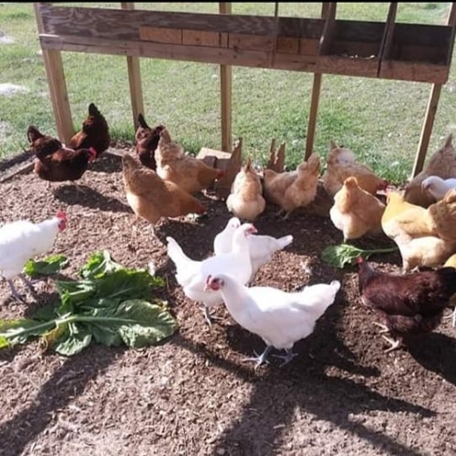 The Ultimate List of Black Owned Farms & Food Gardens