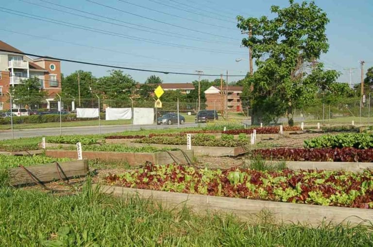 The Ultimate List of Black Owned Farms & Food Gardens